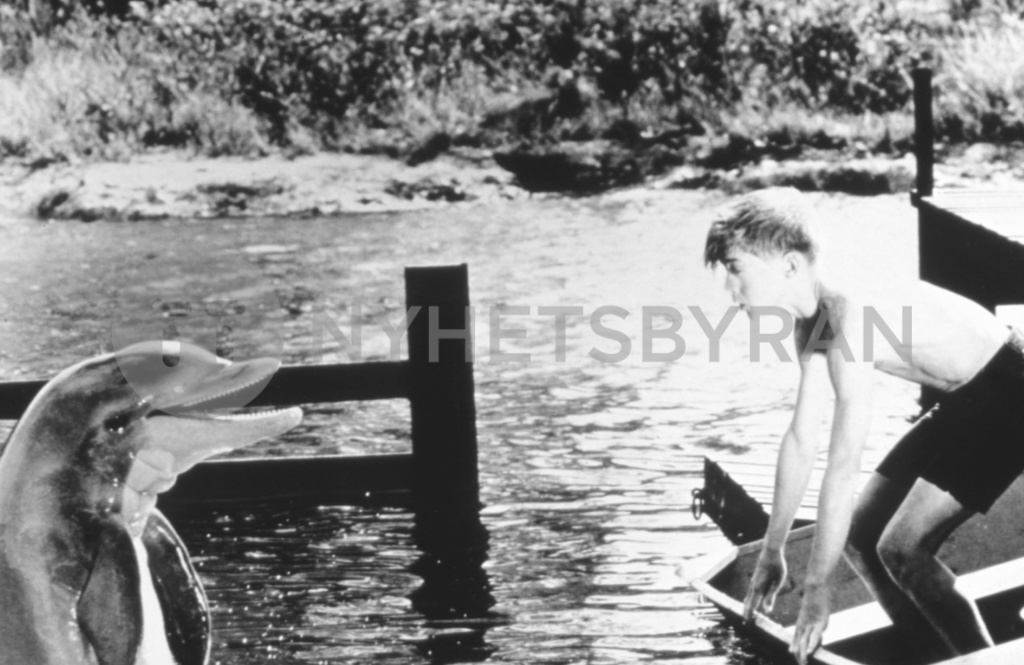 FLIPPER, Flipper, Luke Halpin, 1964-1968