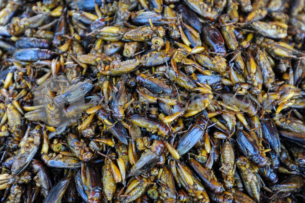 Yangon, Myanmar, Roasted crickets at a market stall