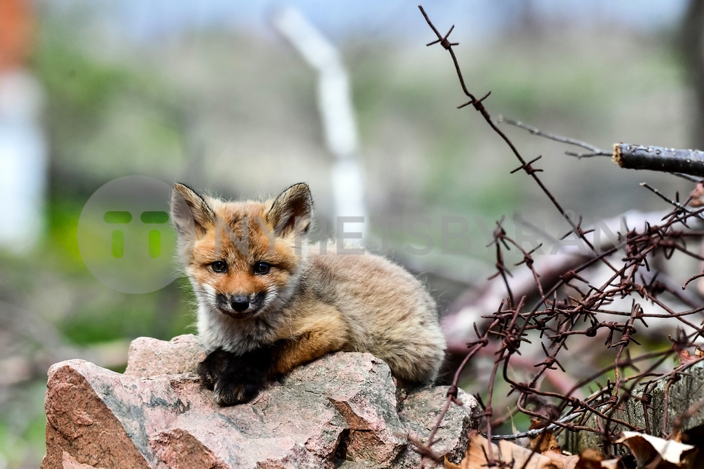 Russia: Foxes on Russky Island off Russia's Pacific coast