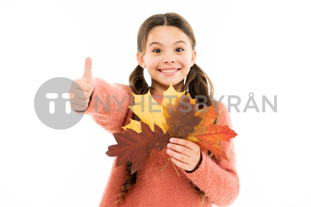 lets do maple syrup. small girl maple leaves. little child feel unity ...