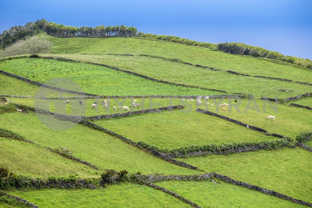 Portugal azores archipelago flores island fields separated small stone ...
