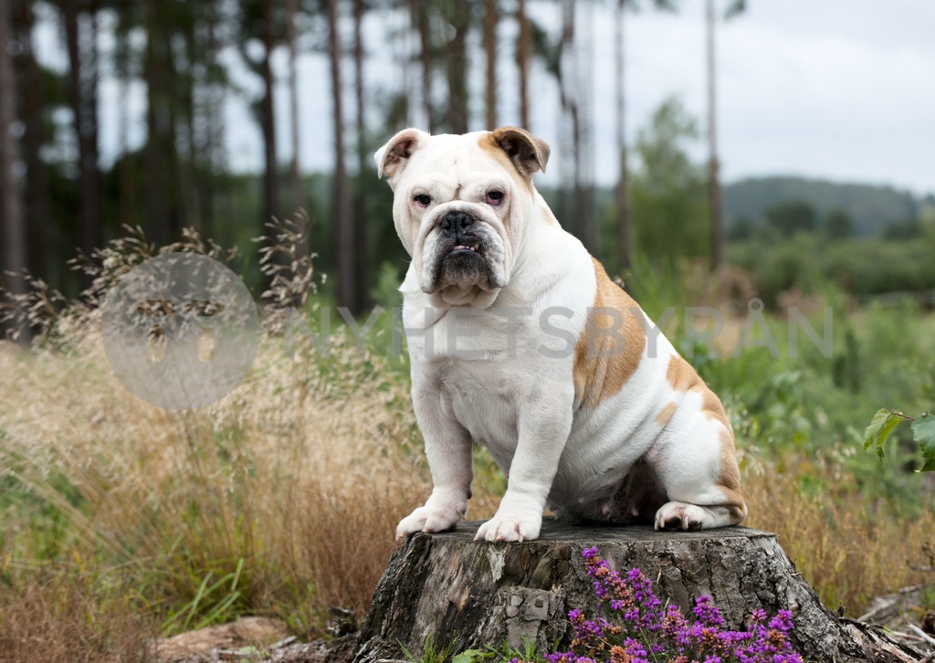 DOG - Bulldog on tree stump