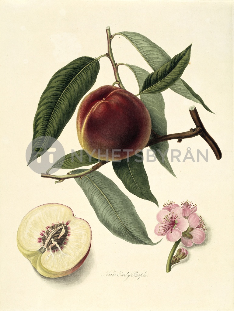 Prunus sp., peach (Neal's Early Purple Peach)