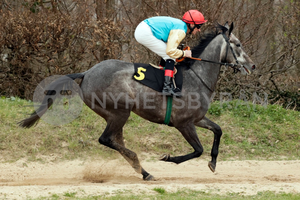 20.03.2022, Krefeld, Nordrhein-Westfalen, GER - Wild Gloria mit Andrasch Starke beim Aufgalopp ...