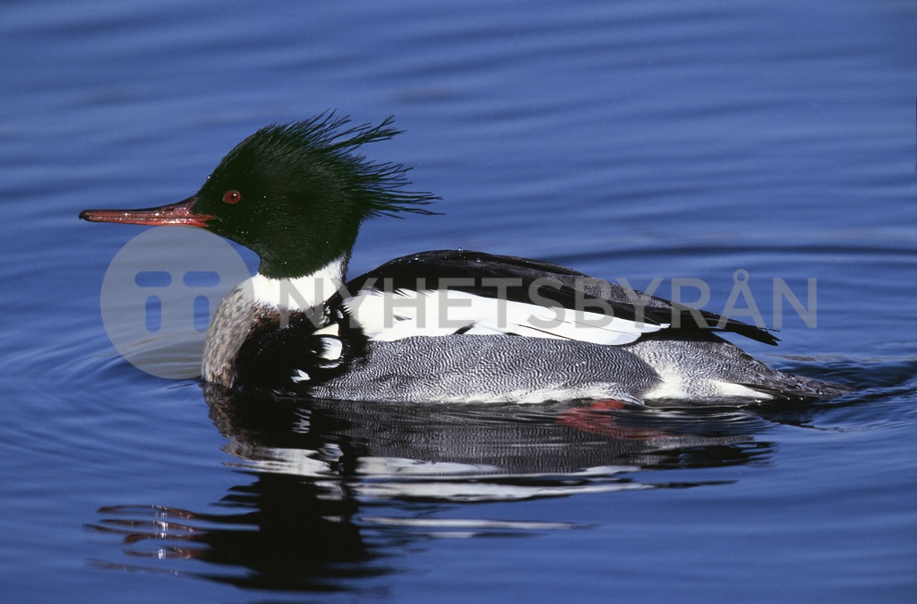 Red-breasted MERGANSER DUCK - male on water