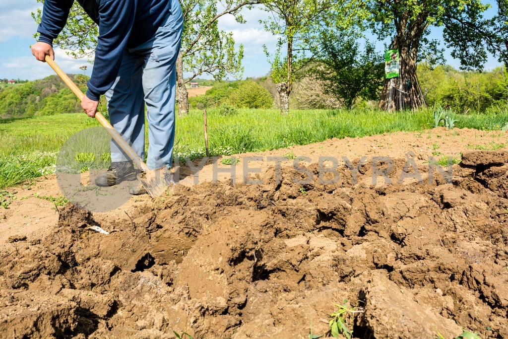 Male gardener preparing garden for spring planting.