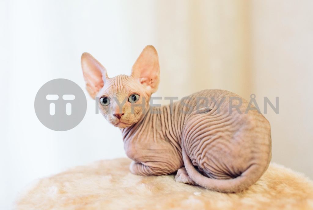 Hairless sphinx cats in a soft house at home.