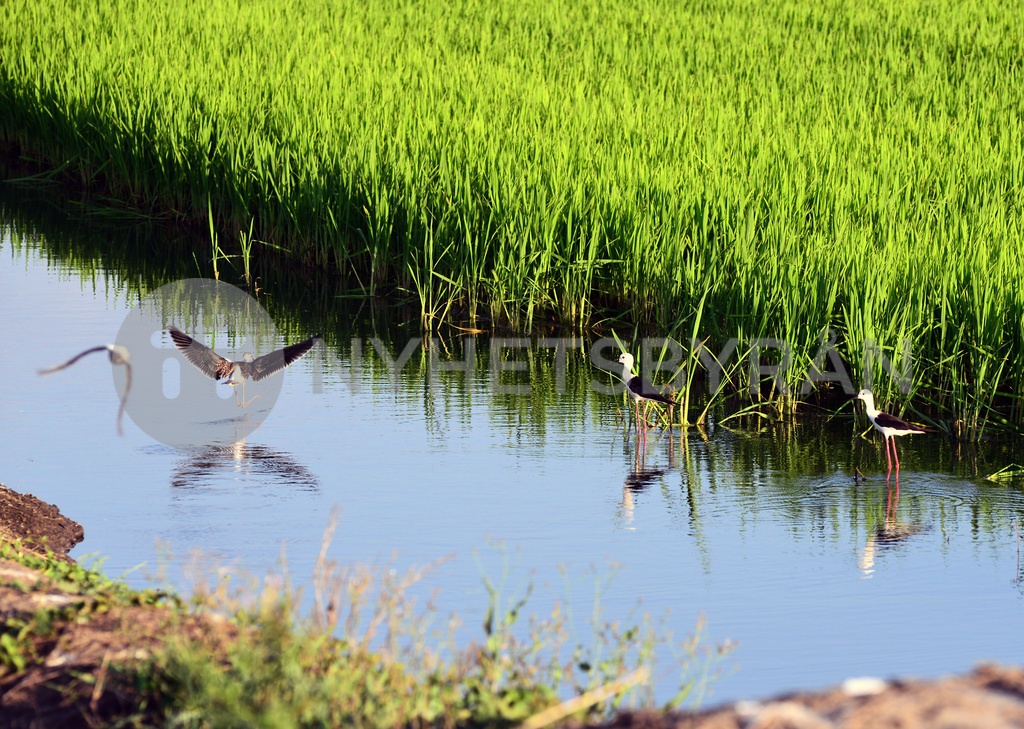 Rice cultivation in Russia's Krasnodar Territory