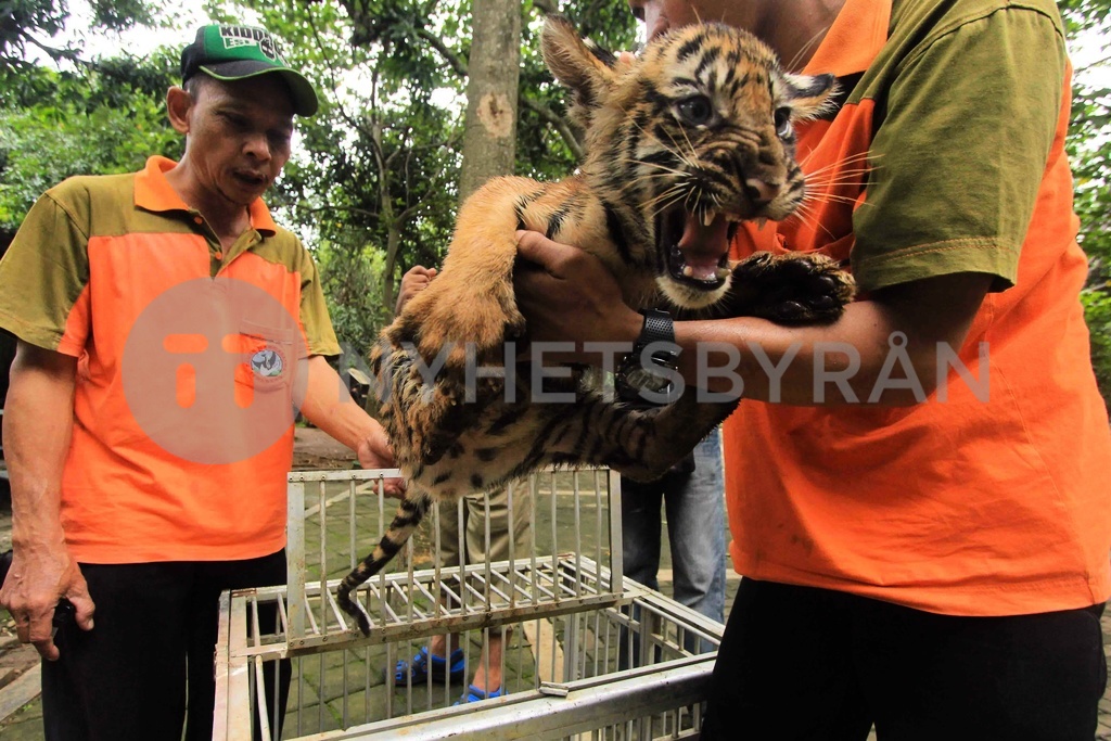 Rabies Vaccine To the Bengal Tiger Cubs in Indonesia