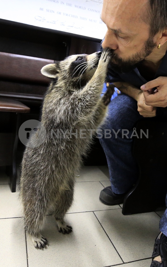 Yesha the Raccoon, employee of Roston-on-Don animal hospital