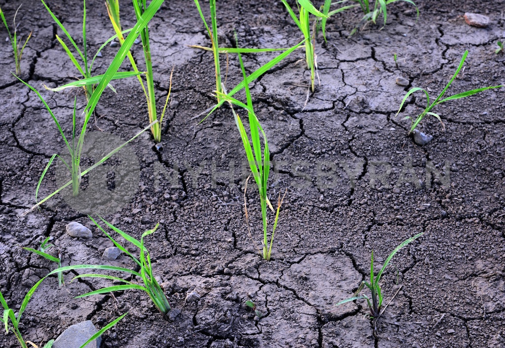 Rice cultivation in Russia's Krasnodar Territory
