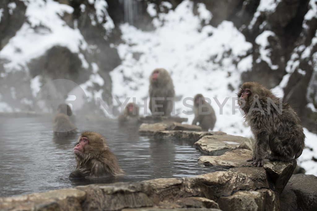 Japanese Macaque Monkey - aka Snow Monkey (Nihonzaru
