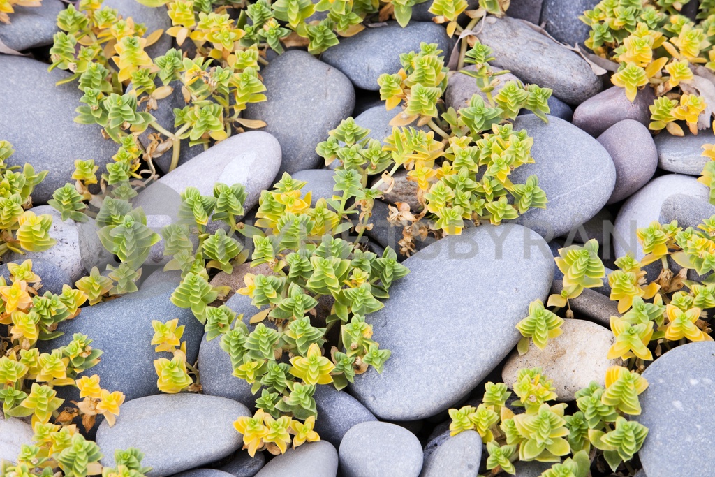 A salt tolerant plant growing across beach pebbles on Walney Isl