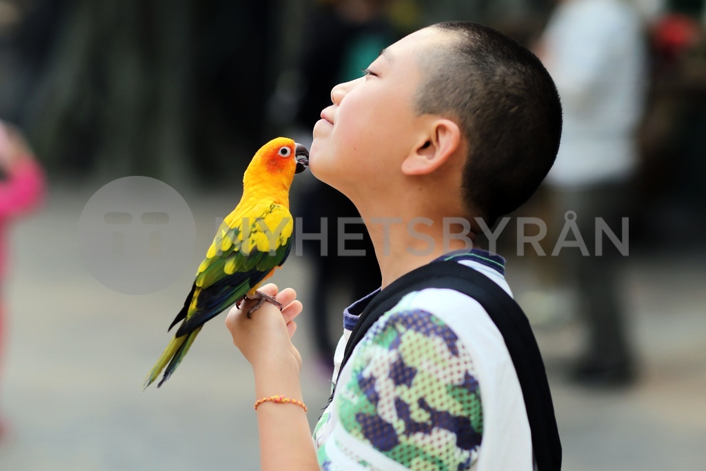 CHINA-ANIMAIL-PARROT