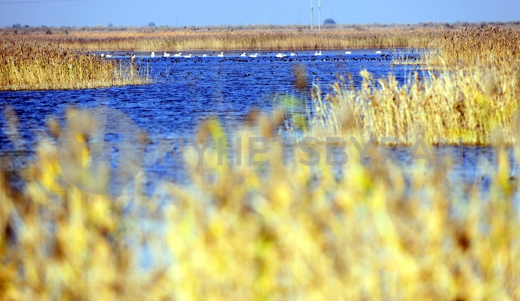 (FOCUS)(1)CHINA-YELLOW RIVER DELTA-SWAMP-IMPROVEMENT(CN)