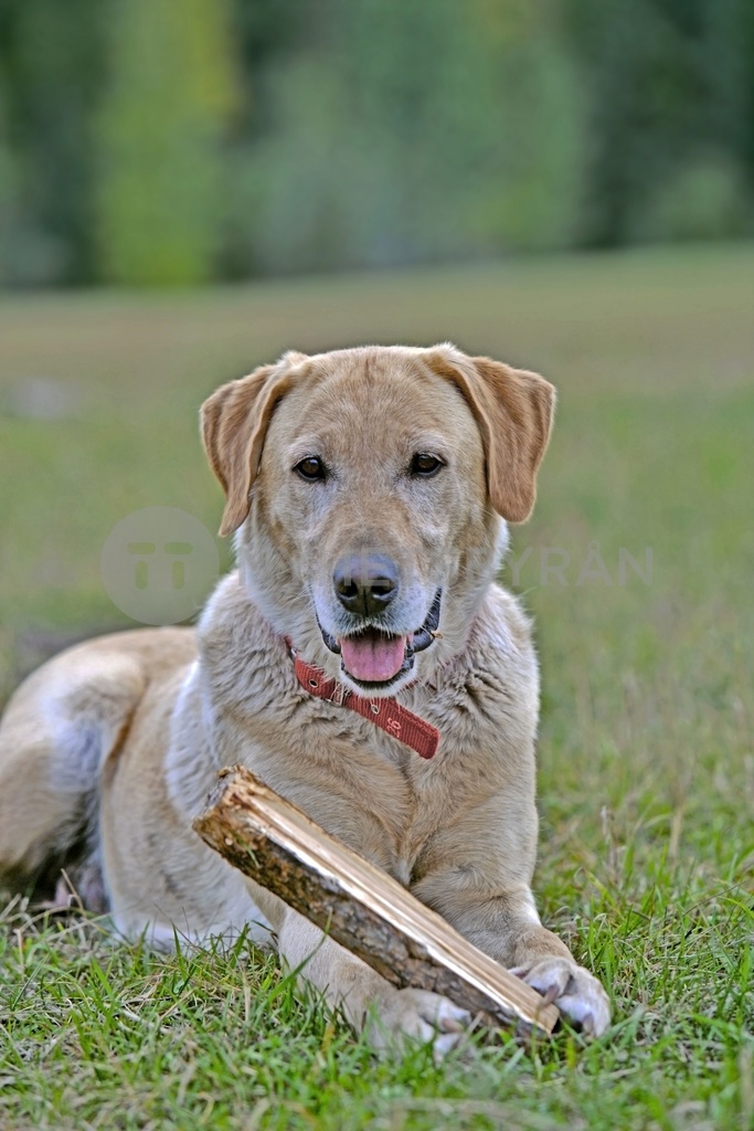 Dog Yellow Labrador Retriever female playing with stick