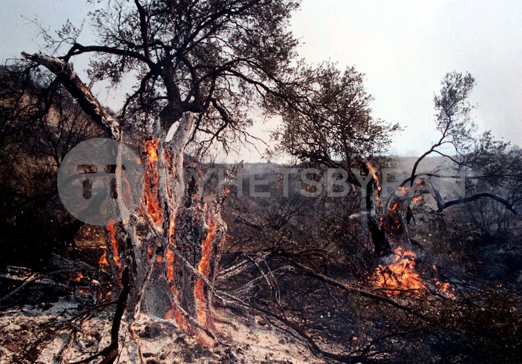 OLIVE TREES SMOULDER ON A CHARRED MOUNTAINSIDE FOLLOWING FOREST FIRE IN ...