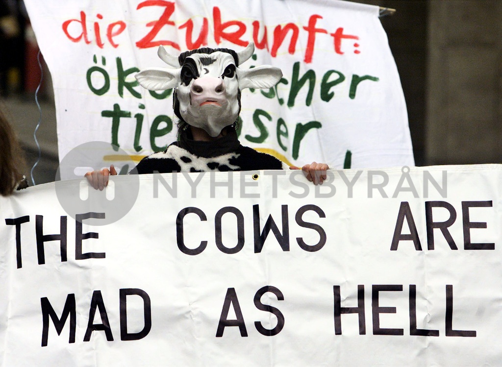 AN ANIMAL RIGHTS ACTIVIST WEARS A COW COSTUME DURING A FARMERS' PROTEST ...