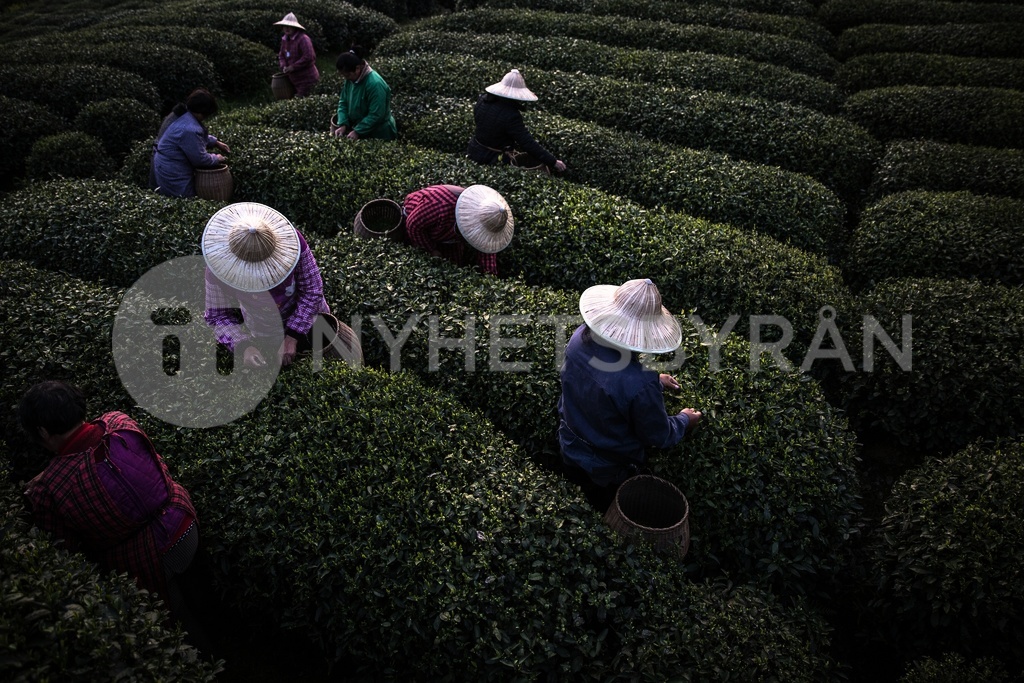 CHINA PHOTO ESSAY HOMELAND OF TEA