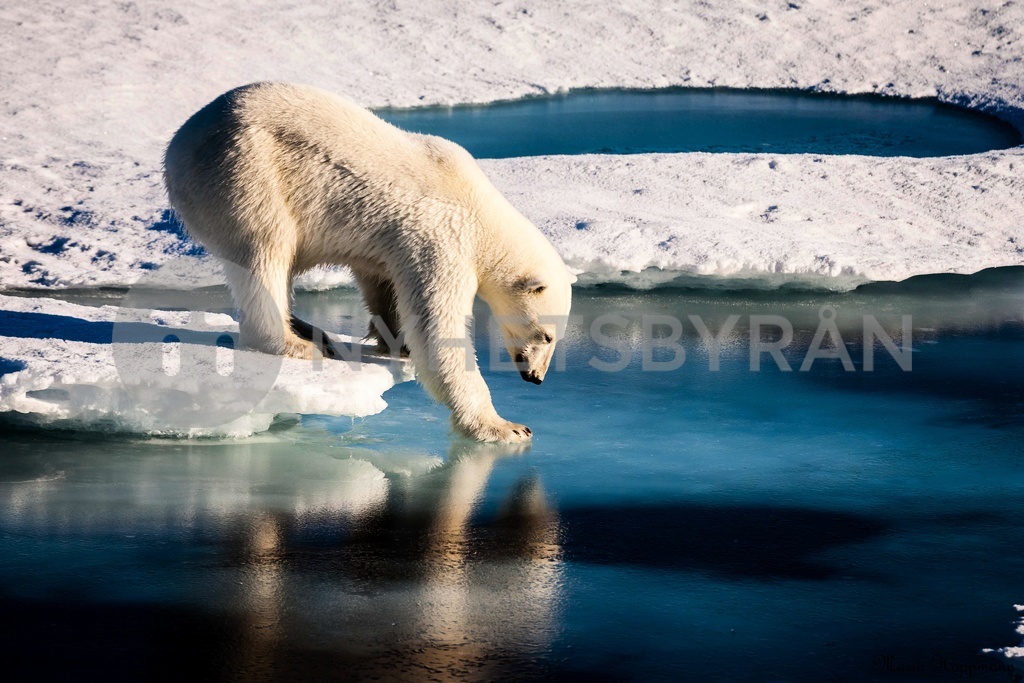 FILES-ARCTIC-POLAR-BEAR-ENVIRONMENT-CLIMATE-CHANGE