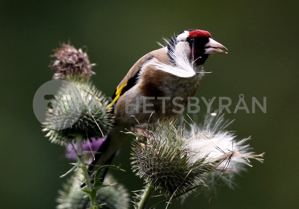 Switzerland Bird