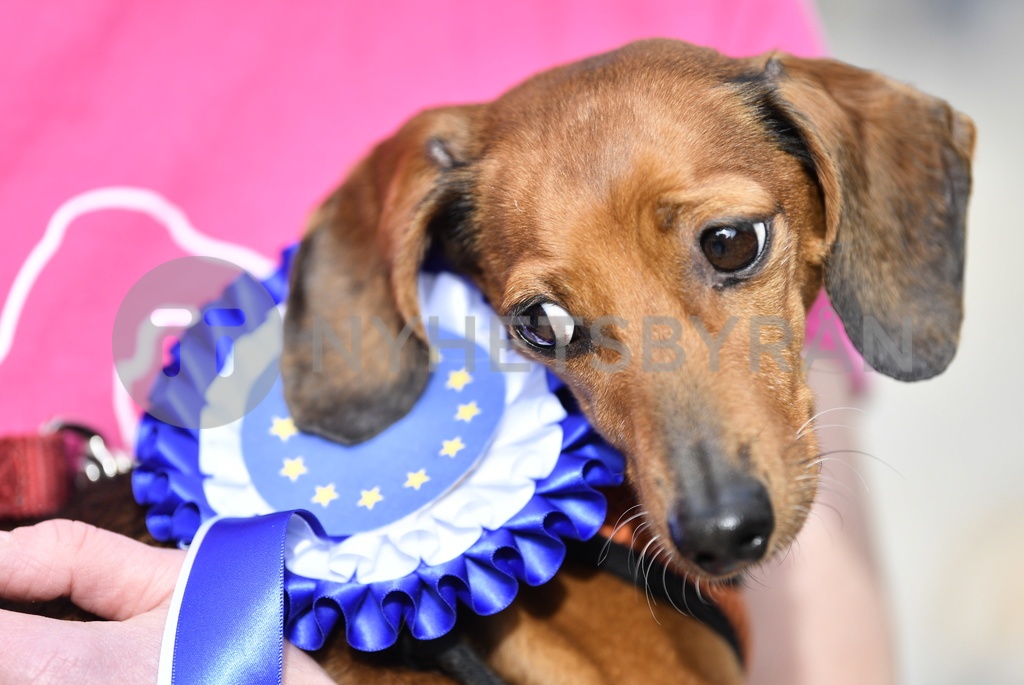 epaselect BRITAIN BREXIT WOOFERENDUM DOG RALLY