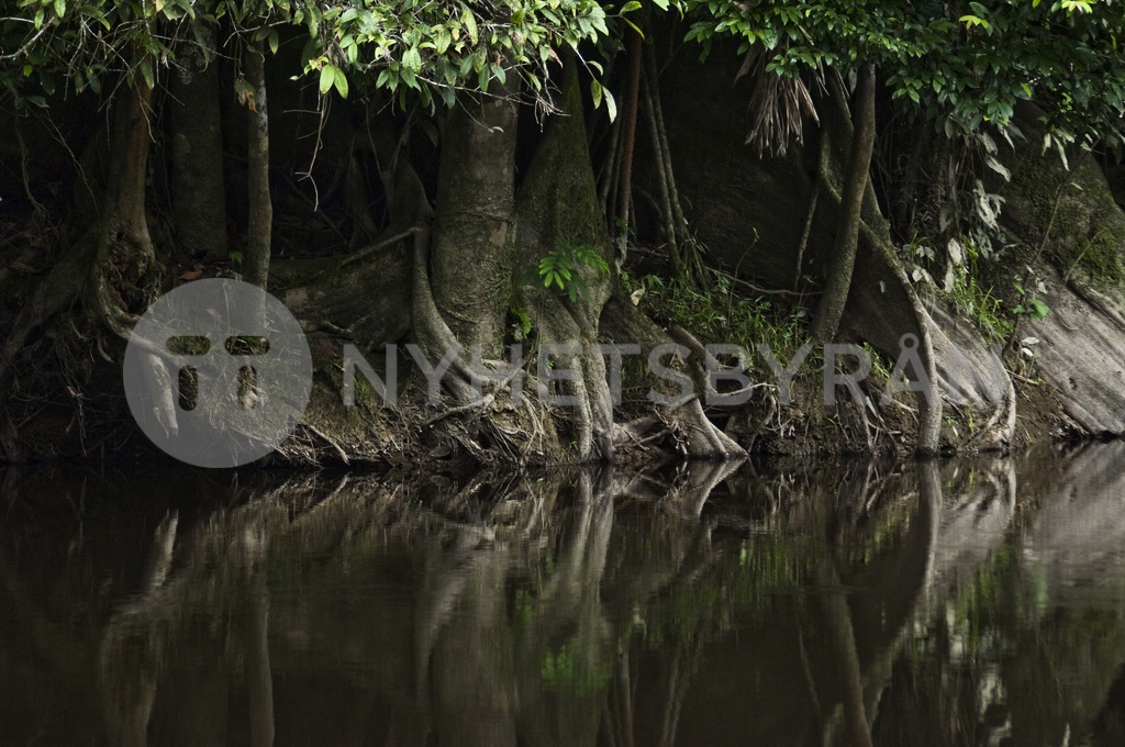 Plant life in Ecuadorean Amazon
