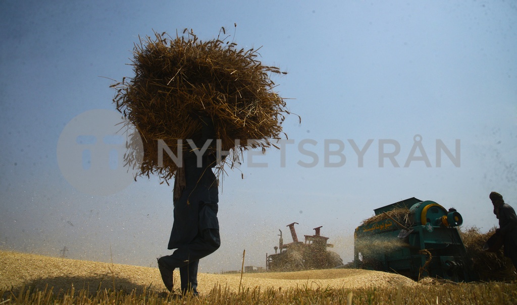Pakistan: Farmer harvests wheat crops in current procurement wheat season