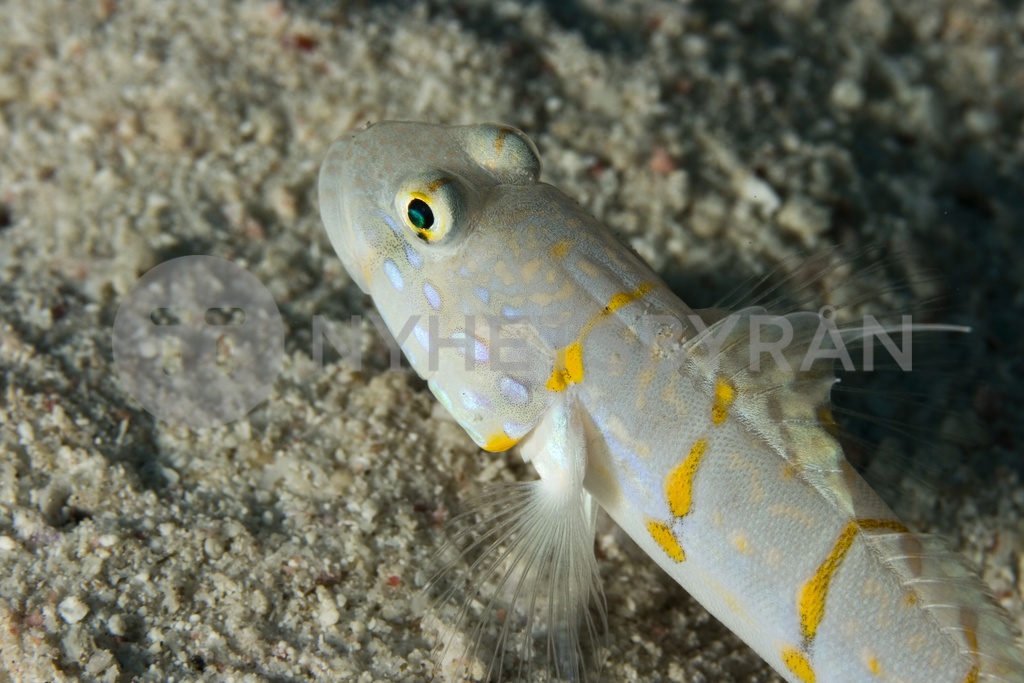 Maiden goby ( Valenciennea puellaris ) pictured from above. Red