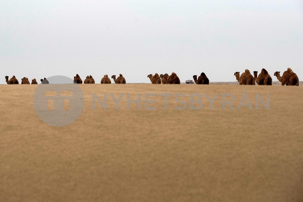 TOPSHOT-IRAQ-NATURE-DESERT-ANIMAL