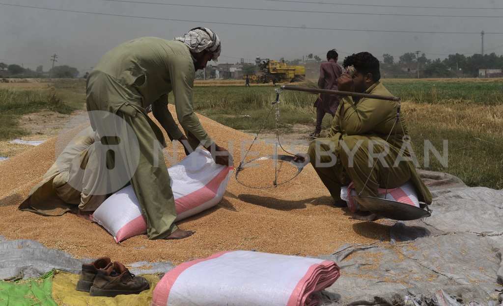 Pakistan: Farmer harvests wheat crops in current procurement wheat season