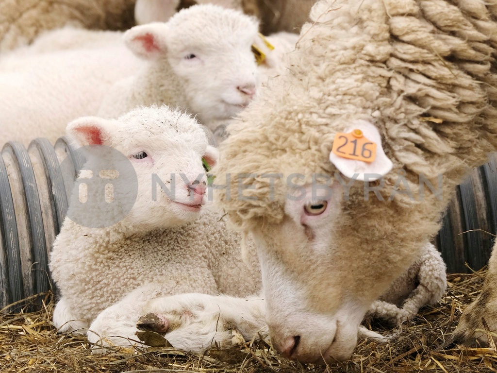 Baby_sheep_in_Hokkaido,_Japan_10671.jpg-6a120