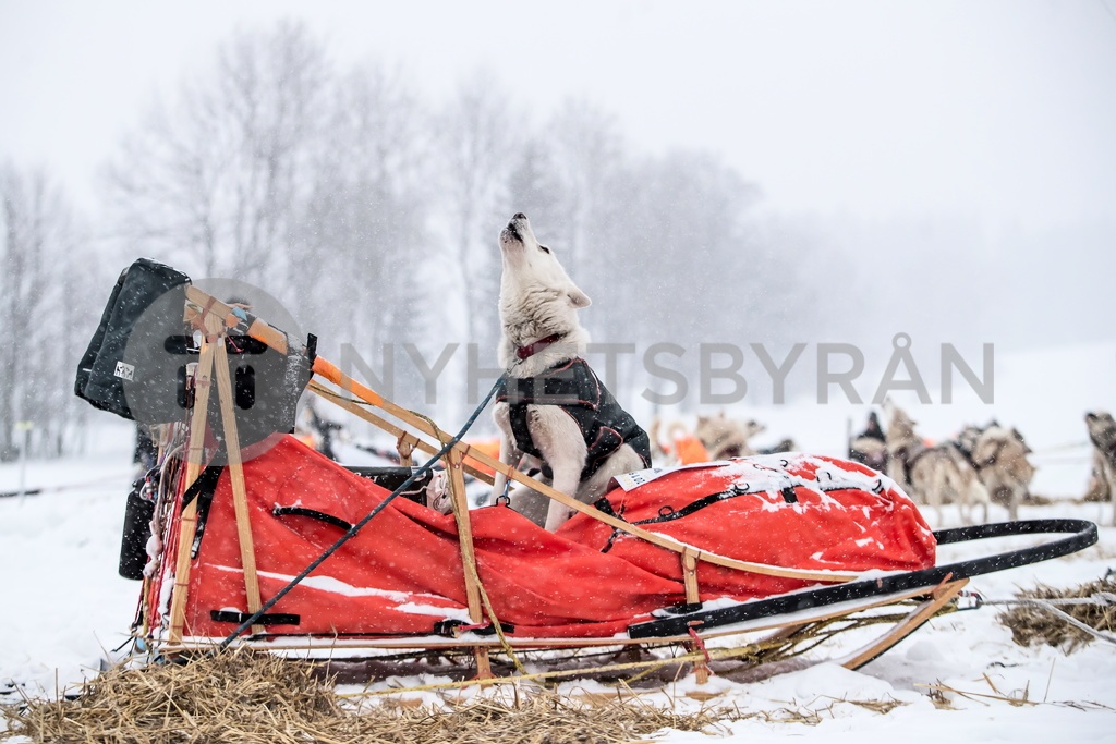 CZECH REPUBLIC PHOTO SET DOG SLED RACE